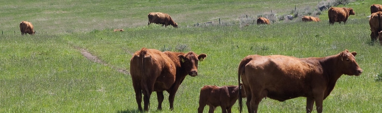 Meyer Natural Foods-Premium Quality Beef, Pork, Chicken, and Turkey